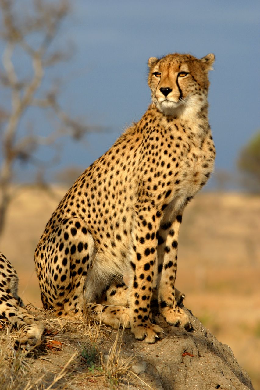 The Spirit Animal Of The Cheetah: What Does It Mean?