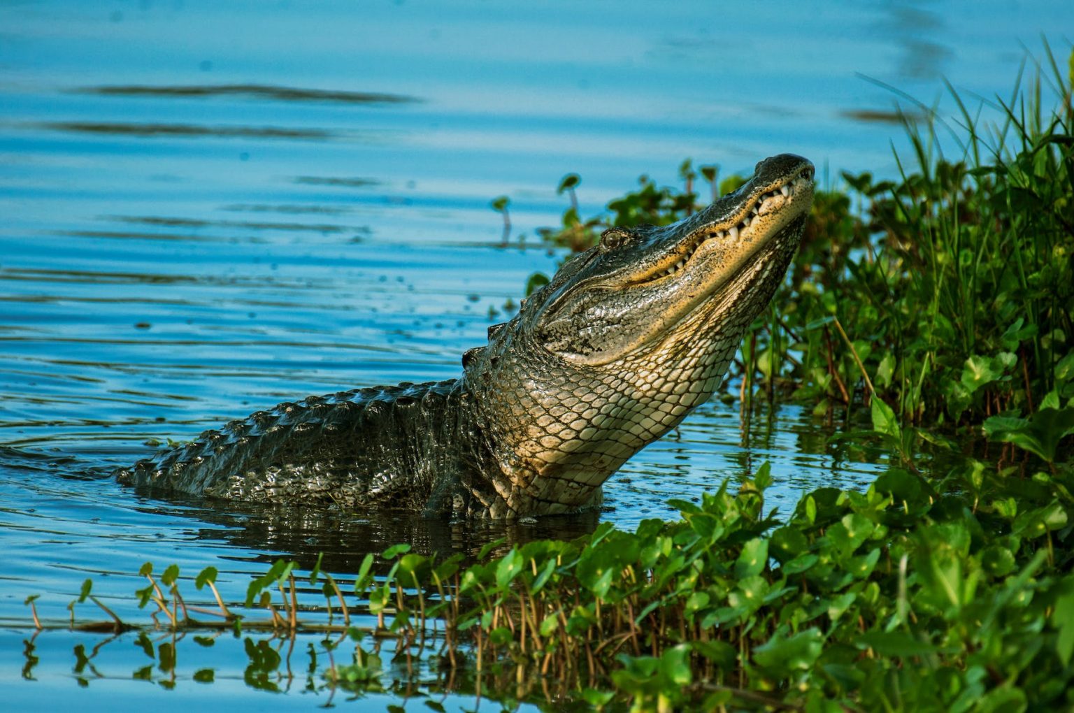 Alligator Spirit Animal Meaning