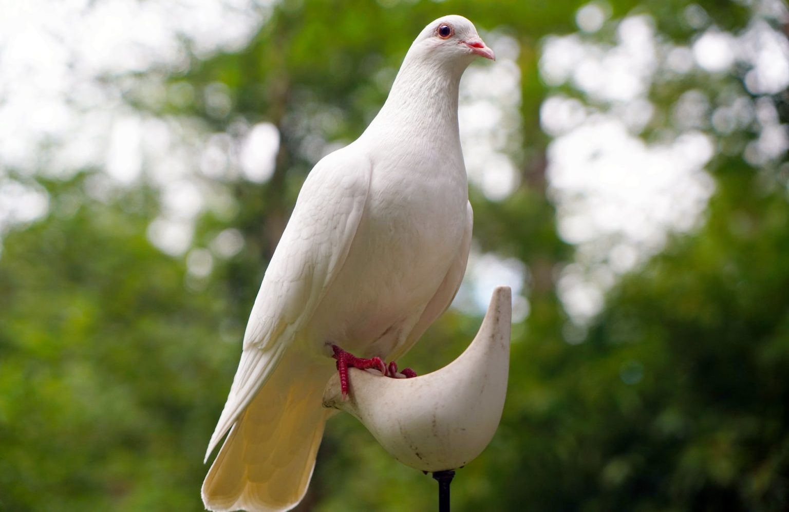 The Dove Dream: Its Symbolism And Meaning