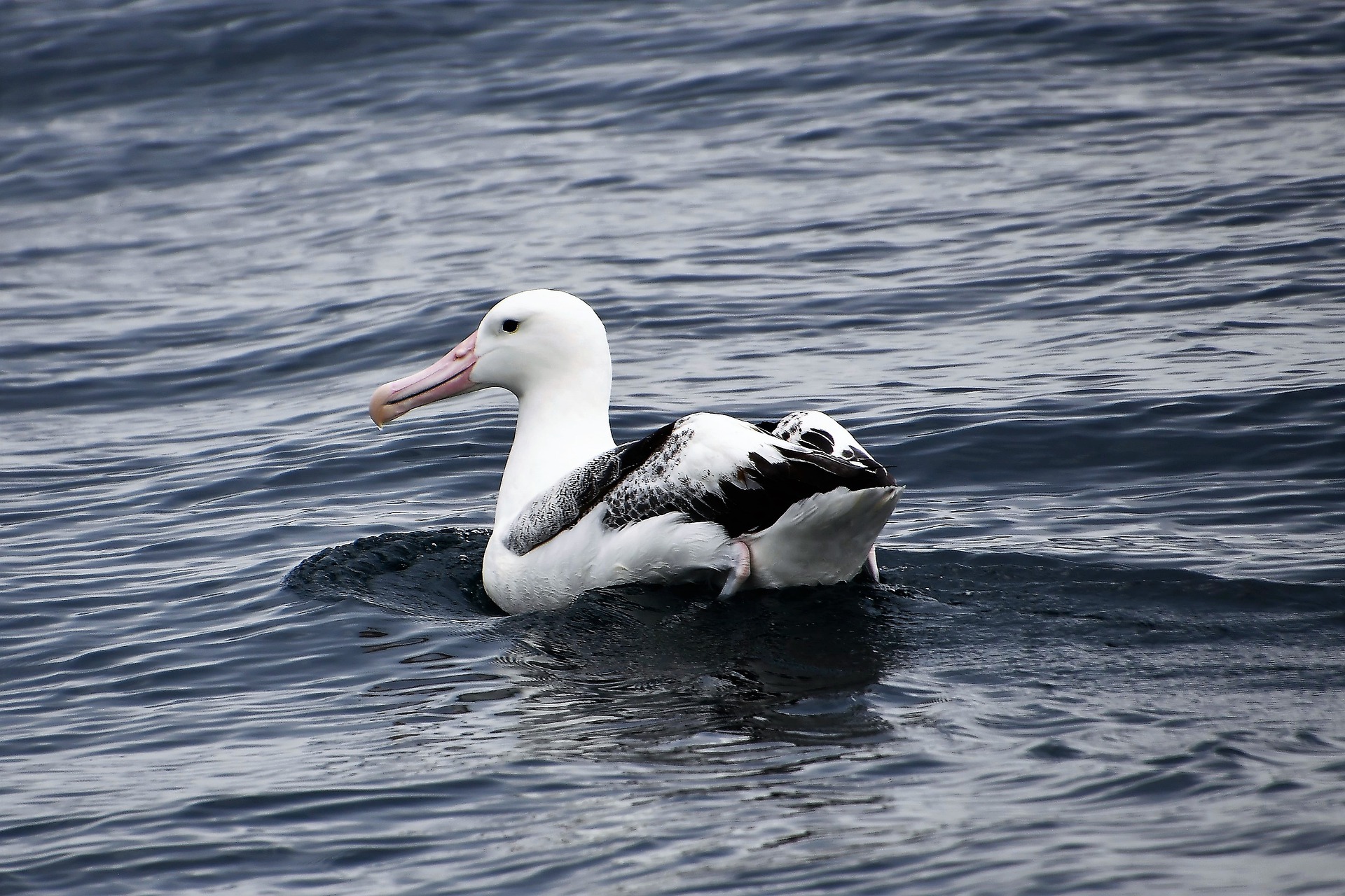 The Albatross Spirit Animal: Meaning And Symbolism