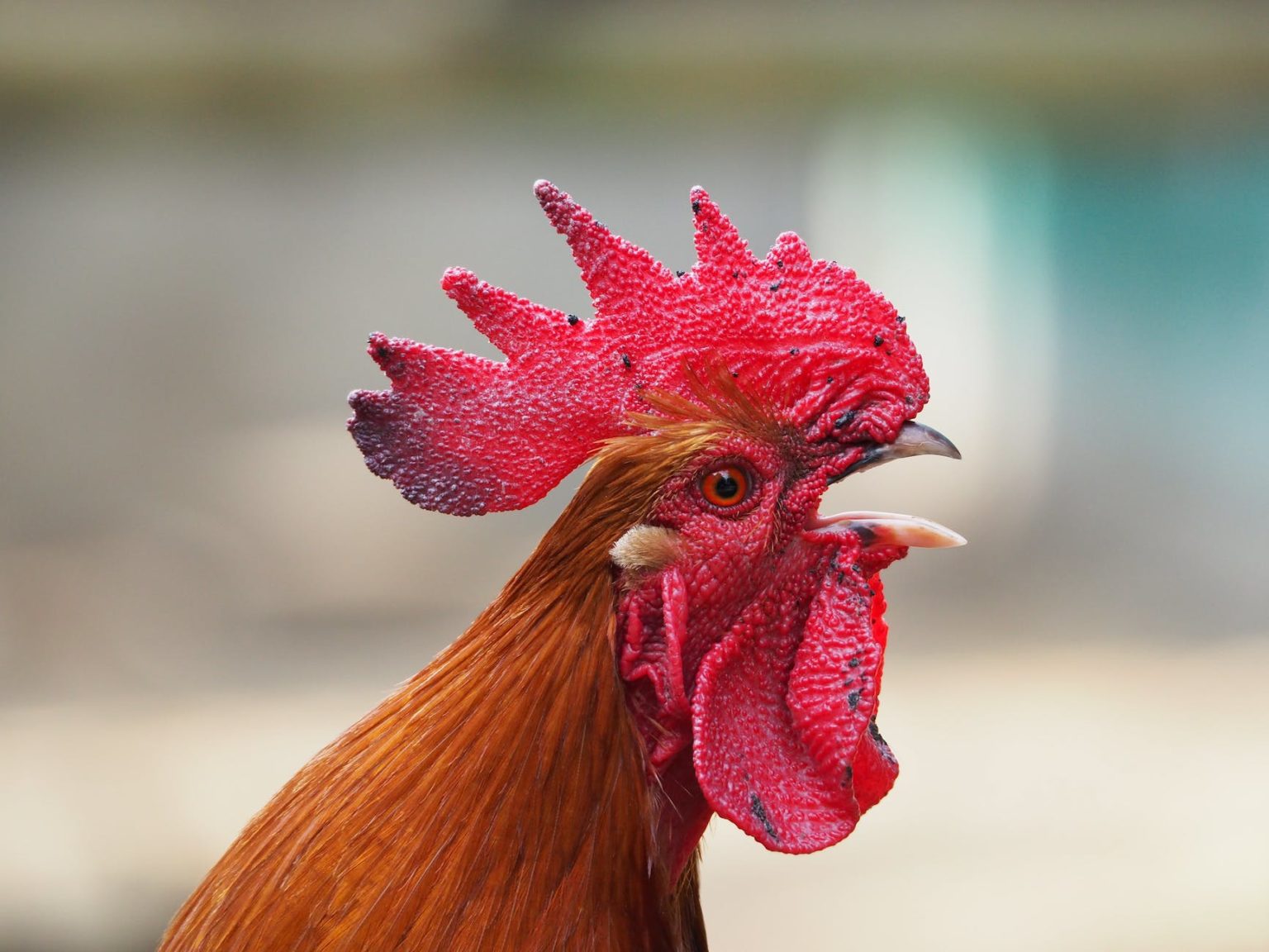 Rooster Symbolism And Meaning