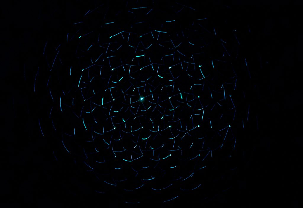 The Lotus Flower: Symbolism In Egyptian Myth